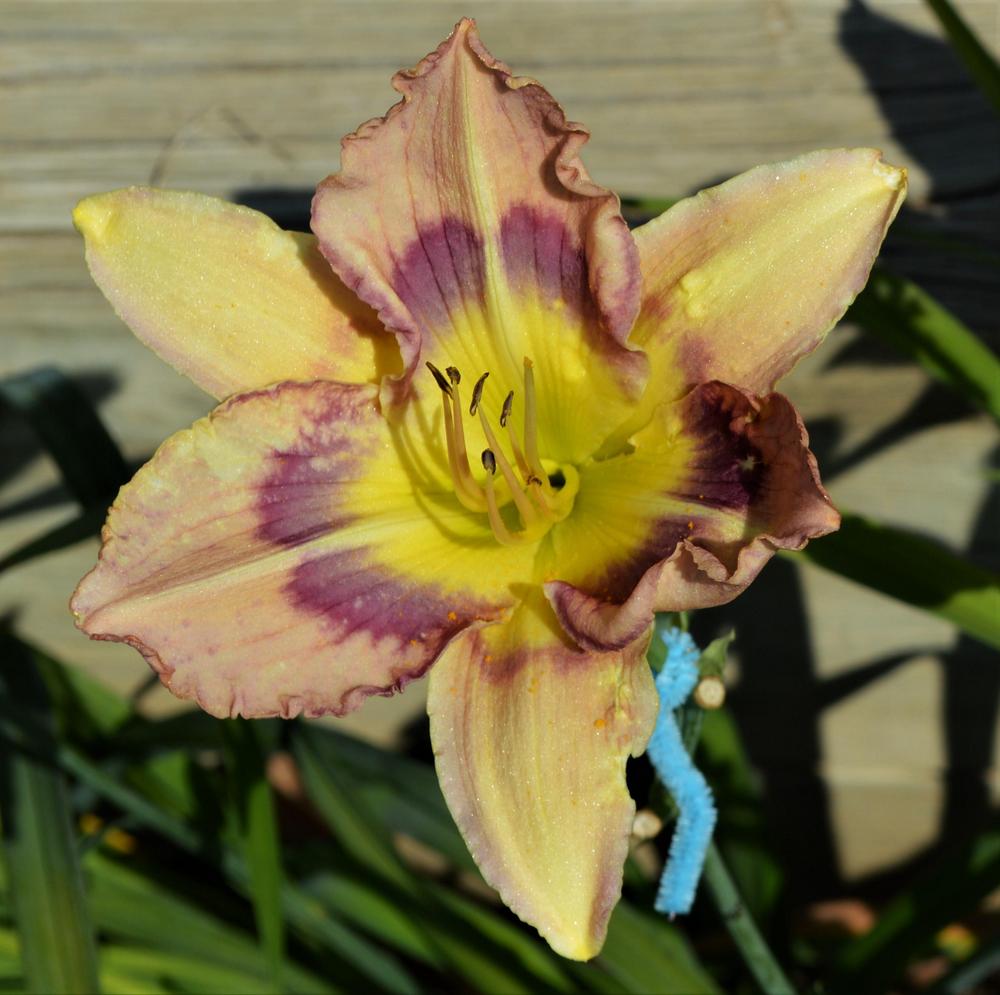Photo of the bloom of Daylily (Hemerocallis 'Stone Palace Special ...