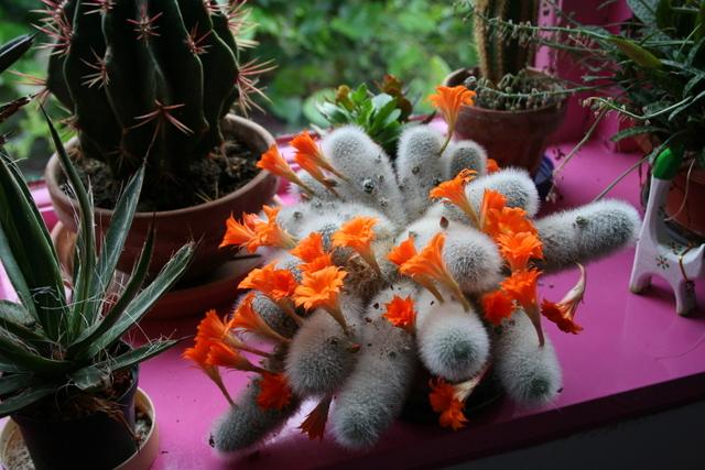 Photo of the entire plant of Flame Crown Cactus (Aylostera deminuta ...