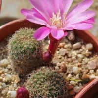Photo of the entire plant of Flame Crown Cactus (Aylostera deminuta ...