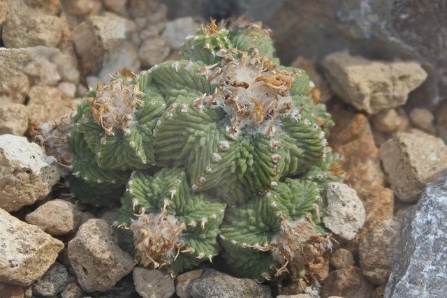 Photo of the entire plant of Biznaga Piedra (Aztekium ritteri) posted ...