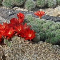 Photo of the entire plant of Flame Crown Cactus (Aylostera deminuta ...