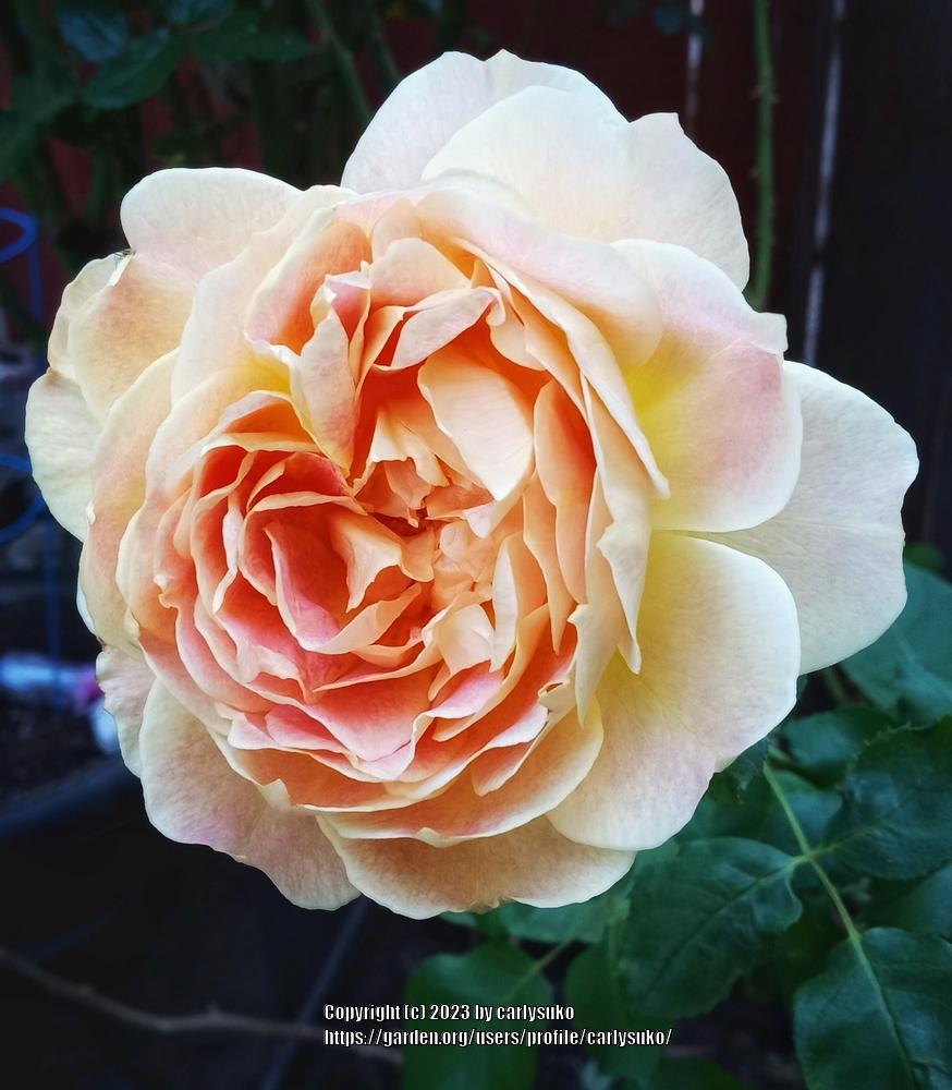 Rose (Rosa 'Fun in the Sun') in the Roses Database - Garden.org