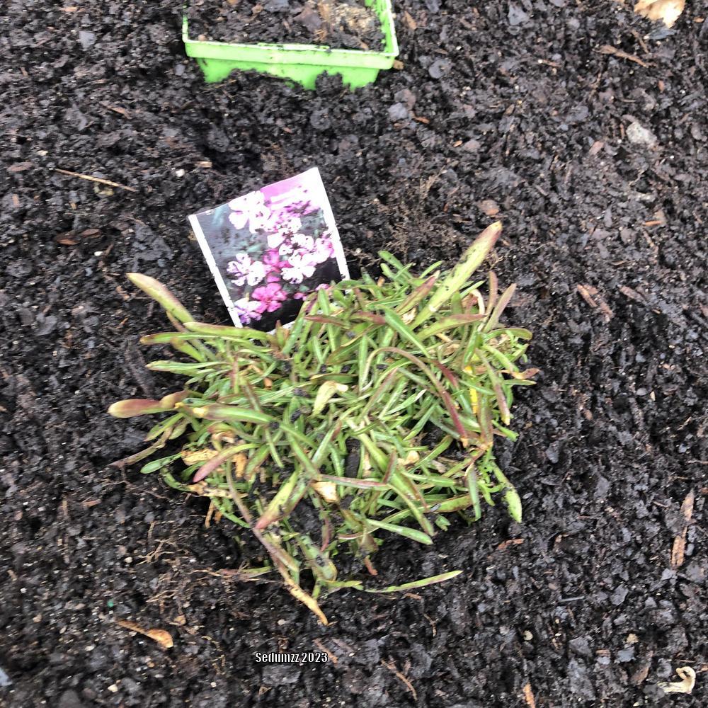 Photo of the entire plant of Carolina Pink (Silene caroliniana 'Short ...