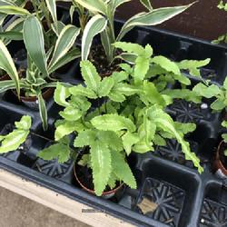 Photo of the entire plant of Table Fern (Pteris cretica 'Mayi') posted ...