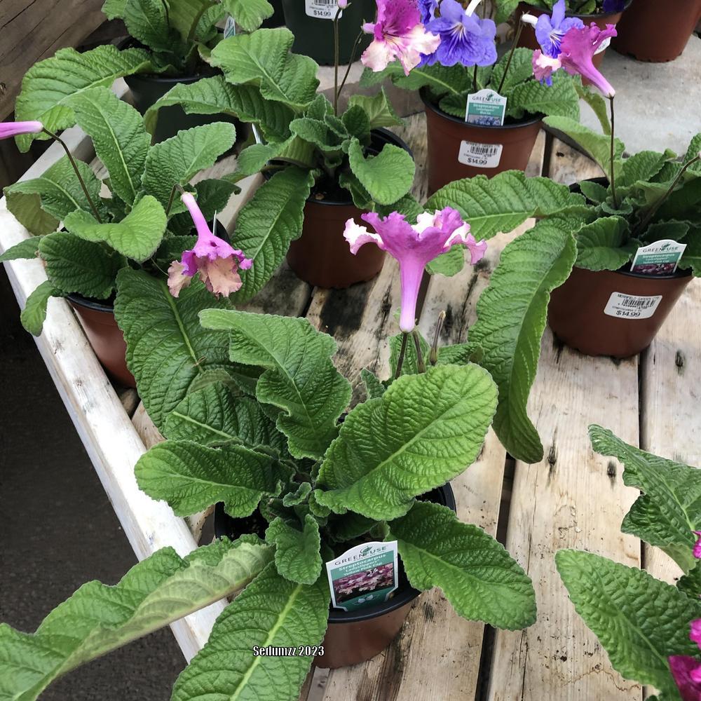 Photo of the entire plant of Cape Primrose (Streptocarpus Ladyslippers ...