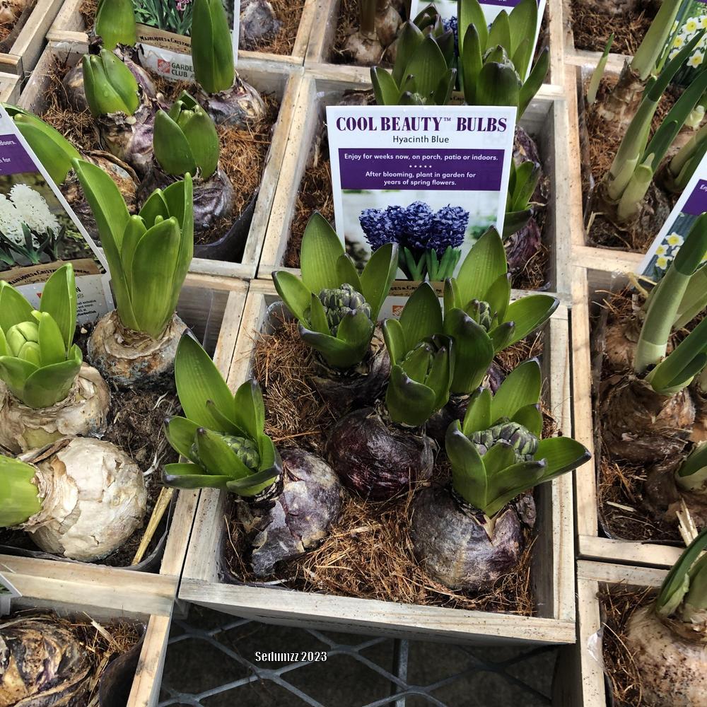 Photo of the emerging growth of Dutch Hyacinth (Hyacinthus orientalis 'Blue Pearl') posted by ...