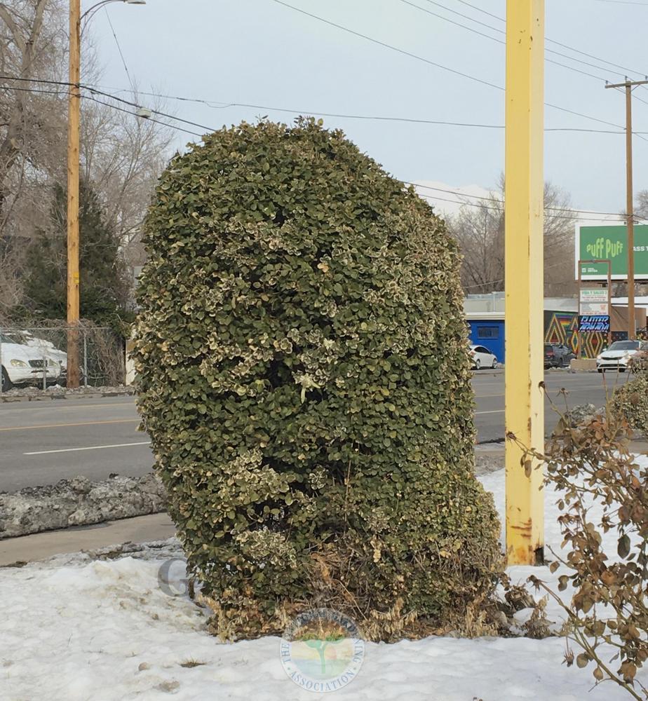 Photo of the entire plant of Wintercreeper (Euonymus fortunei var ...