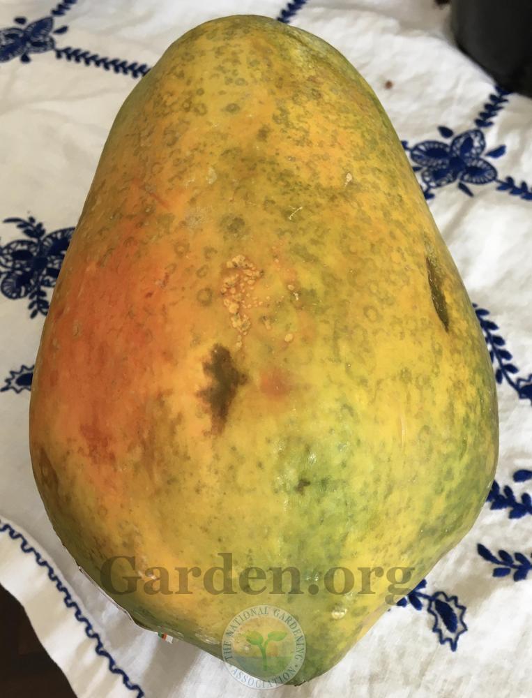 Photo of the fruit of Papaya (Carica papaya 'Maradol') posted by ...