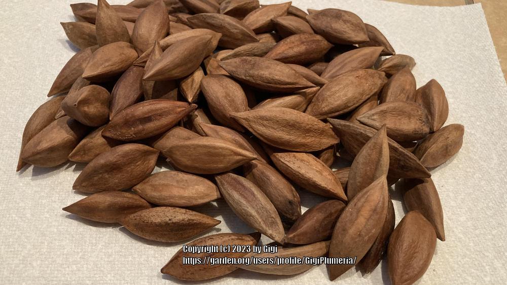Photo of the seeds of Canarium ovatum posted by GigiPlumeria - Garden.org
