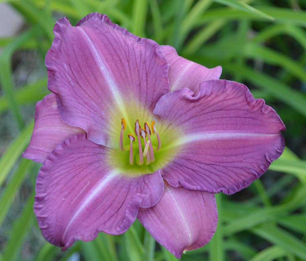 Photo of the bloom of Daylily (Hemerocallis 'Jedi Blue Note') posted by ...