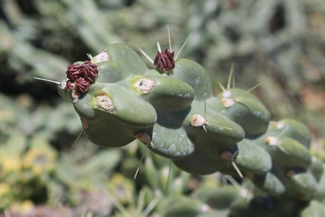 Photo of the closeup of buds, sepals and receptacles of Tree Cholla ...