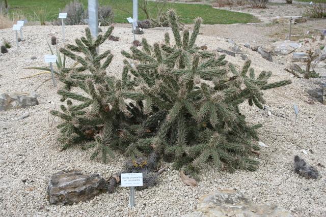 Photo of the entire plant of Tree Cholla (Cylindropuntia imbricata ...