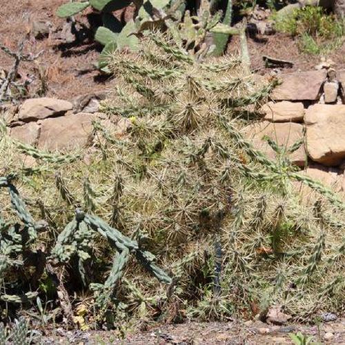 Hudson Pear (Cylindropuntia imbricata subsp. rosea) in the Chollas ...