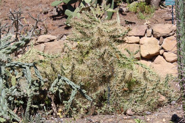 Hudson Pear (Cylindropuntia imbricata subsp. rosea) in the Chollas ...