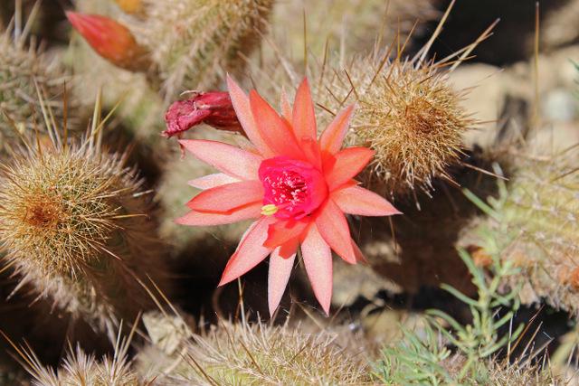 Photo of the bloom of Golden Rat Tail (Borzicactus aureispinus) posted ...
