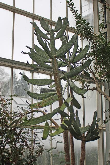 Photo of the entire plant of Tuna de Cruz (Consolea macracantha) posted ...