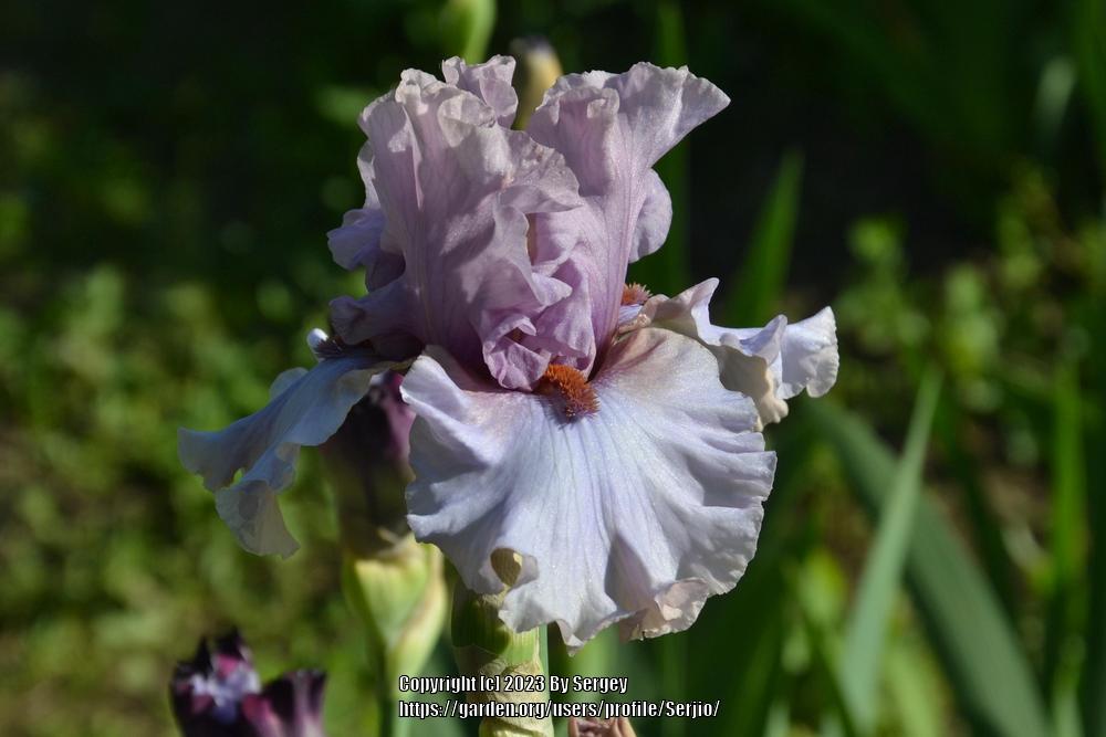 Photo of the bloom of Tall Bearded Iris (Iris 'Dancing Ghost') posted ...