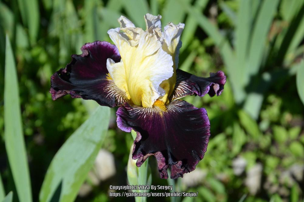 Photo of the bloom of Tall Bearded Iris (Iris 'Dancing Home') posted by ...