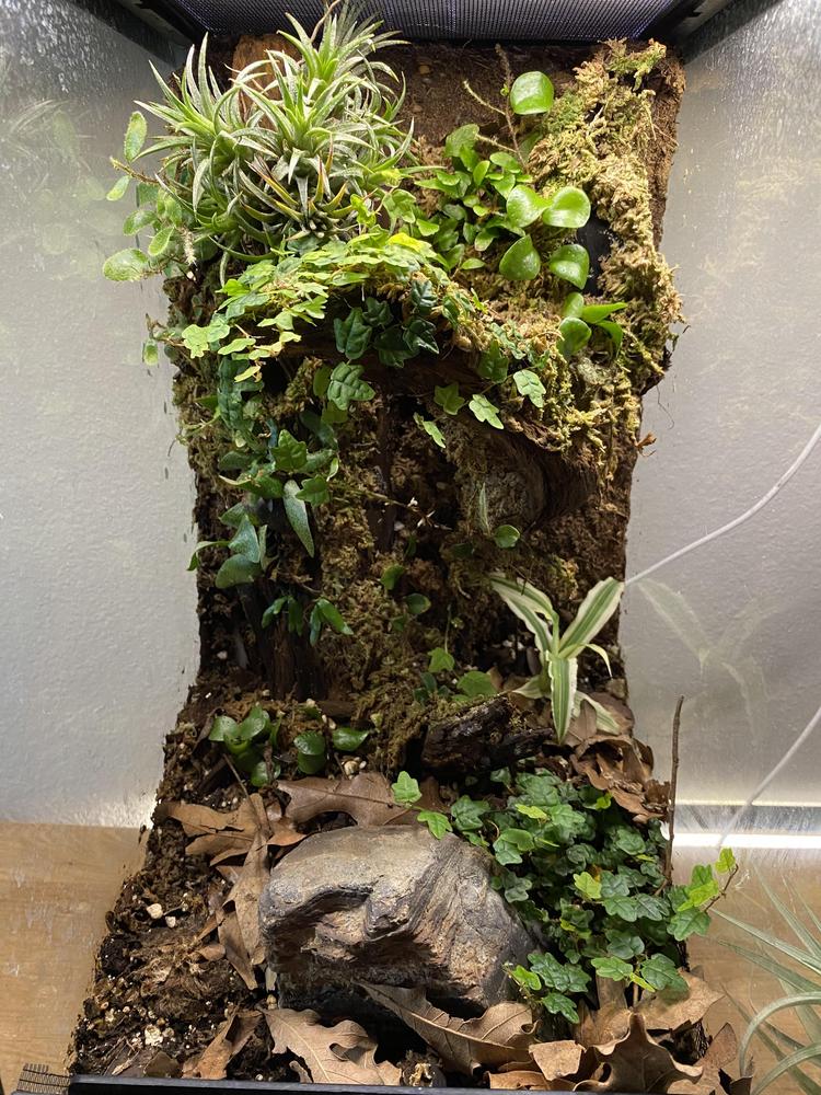 New Epiphytic Terrariums Build Thread in the Miniature Gardening forum ...