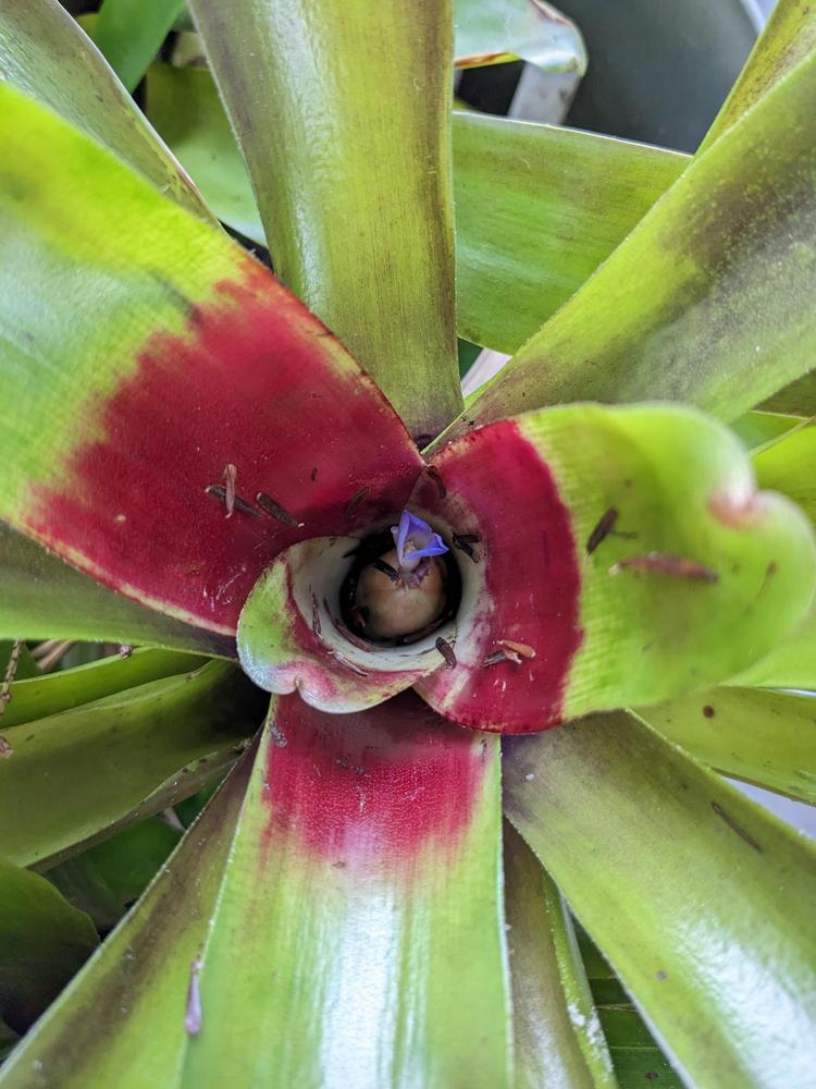 Photo of the bloom of Bromeliad (Neoregelia 'Super Fireball') posted by ...