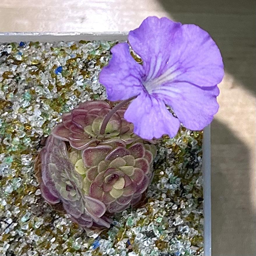 Photo of the entire plant of Butterwort (Pinguicula 'Hanka') posted by ...