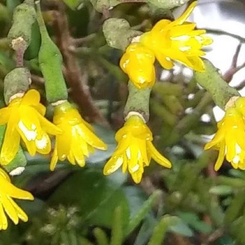 Dancing Bones Cactus (Hatiora salicornioides) - Garden.org