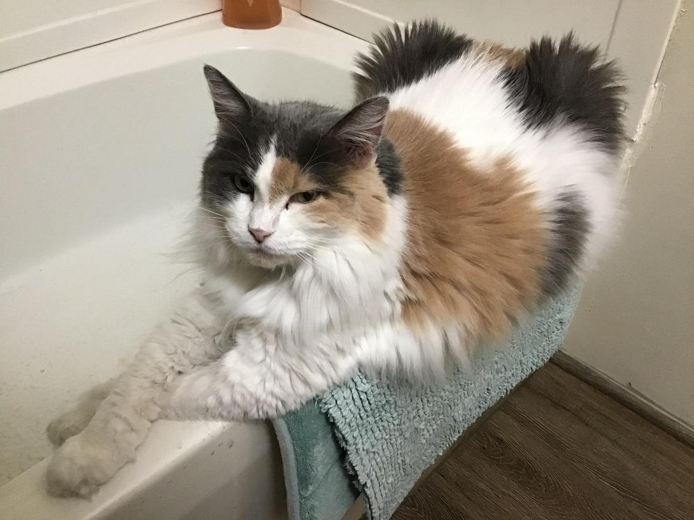 Pet Love 2023 in the Sandbox forum - Garden.org