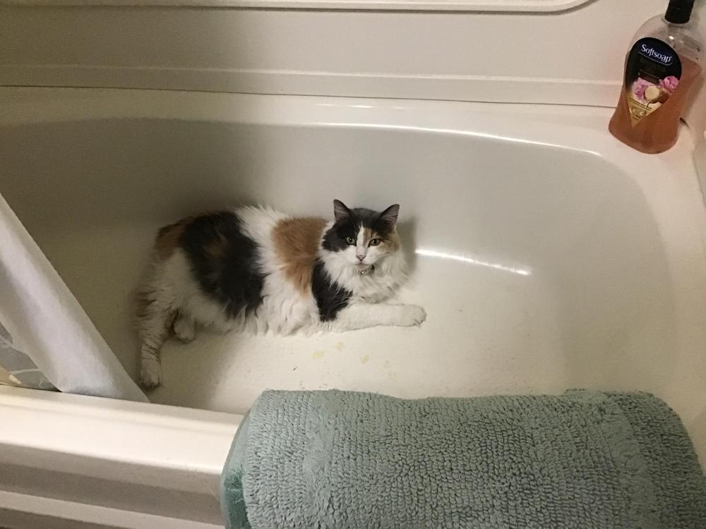 Pet Love 2023 in the Sandbox forum - Garden.org