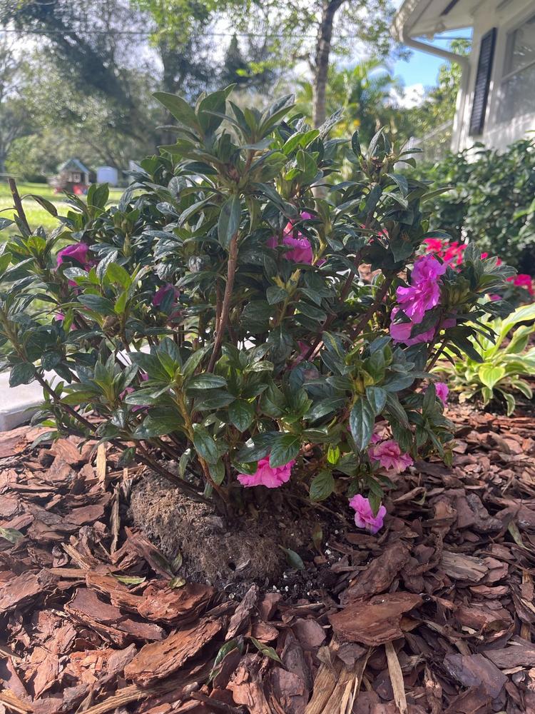 Encore Azalea Problem in the Ask a Question forum - Garden.org