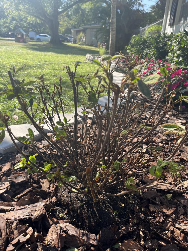 Encore Azalea Problem in the Ask a Question forum - Garden.org