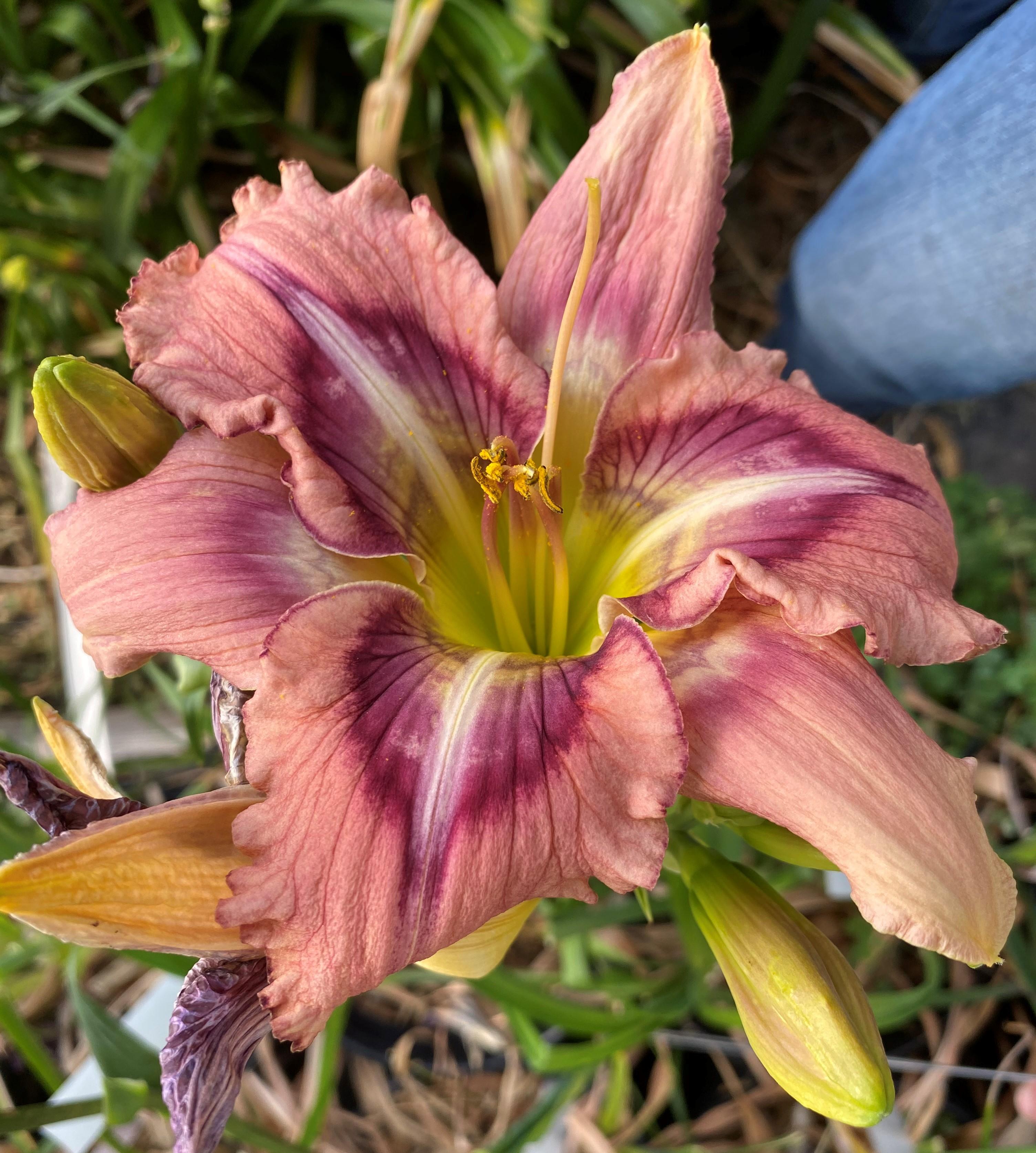 Daylily (Hemerocallis 'Mizaan') in the Daylilies Database - Garden.org