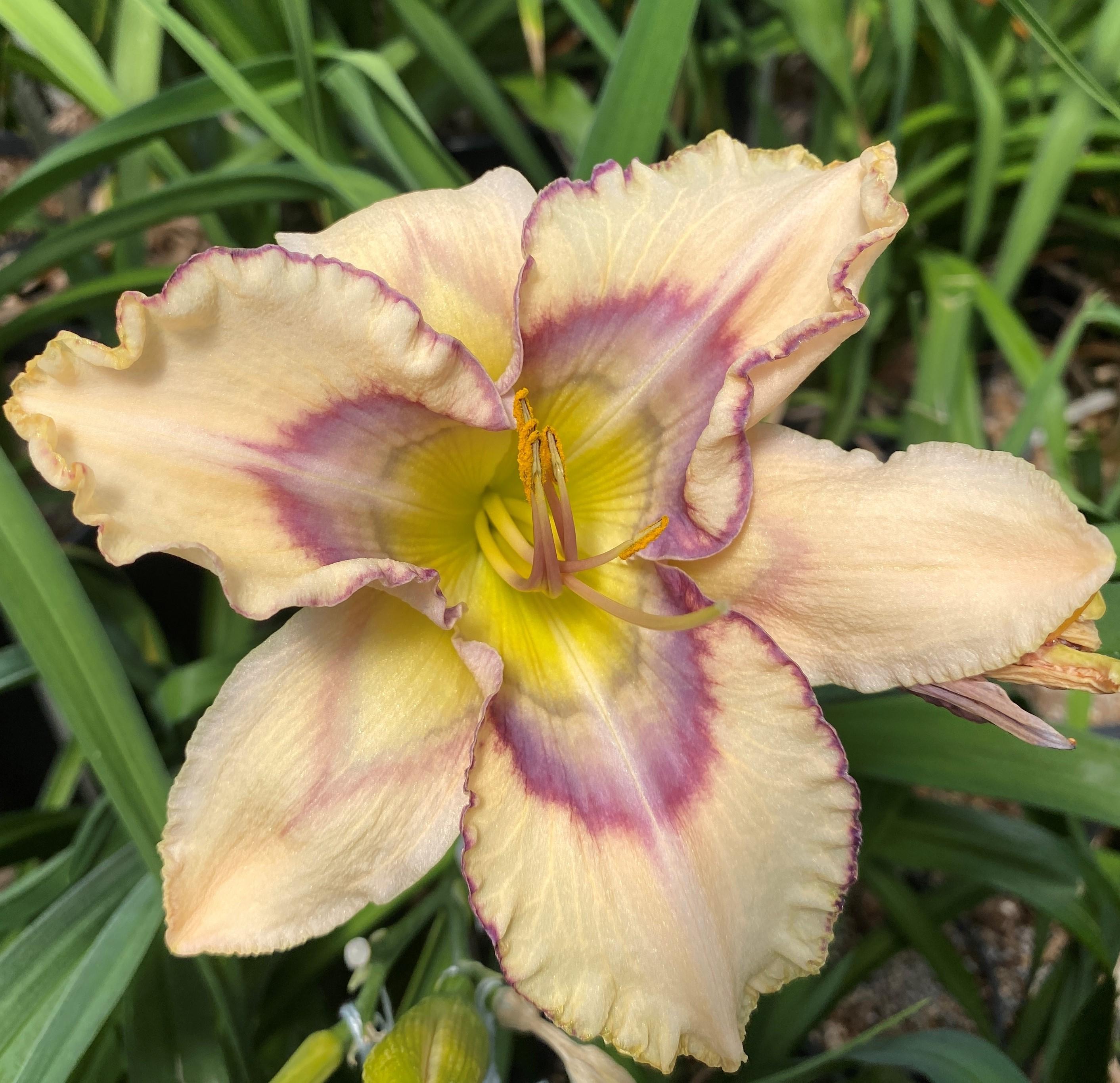 Daylily (Hemerocallis 'Veils Parting') in the Daylilies Database - Garden.org
