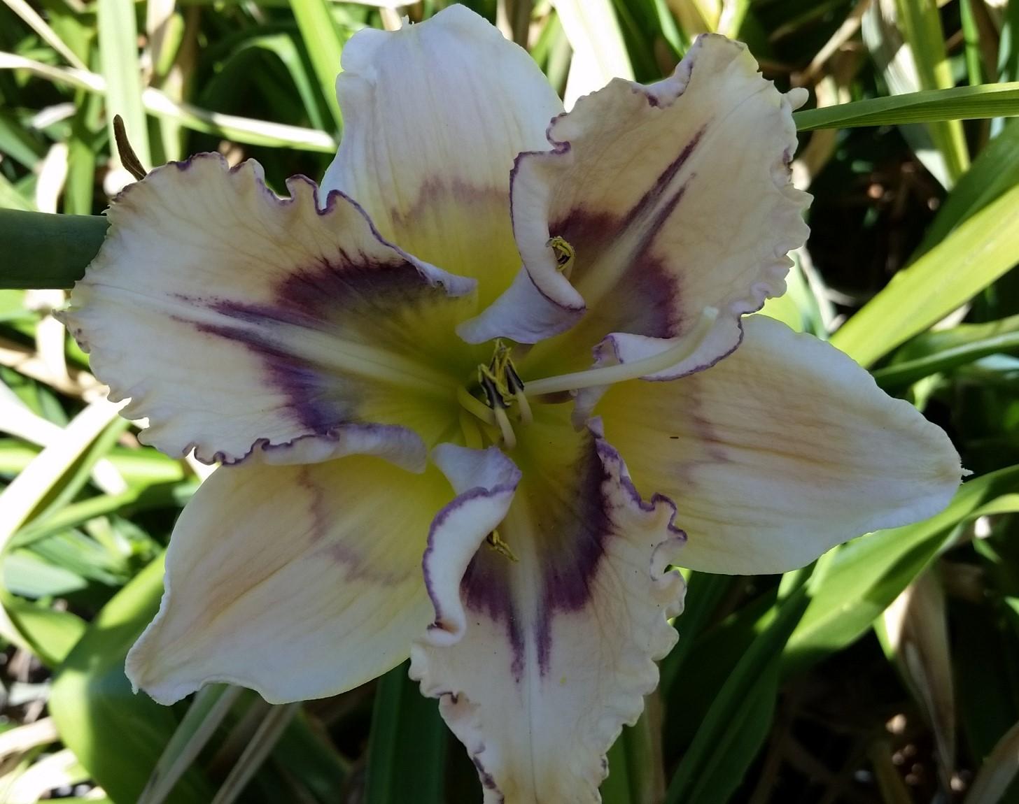 Photo of the bloom of Daylily (Hemerocallis 'Tender Gaze') posted by ...