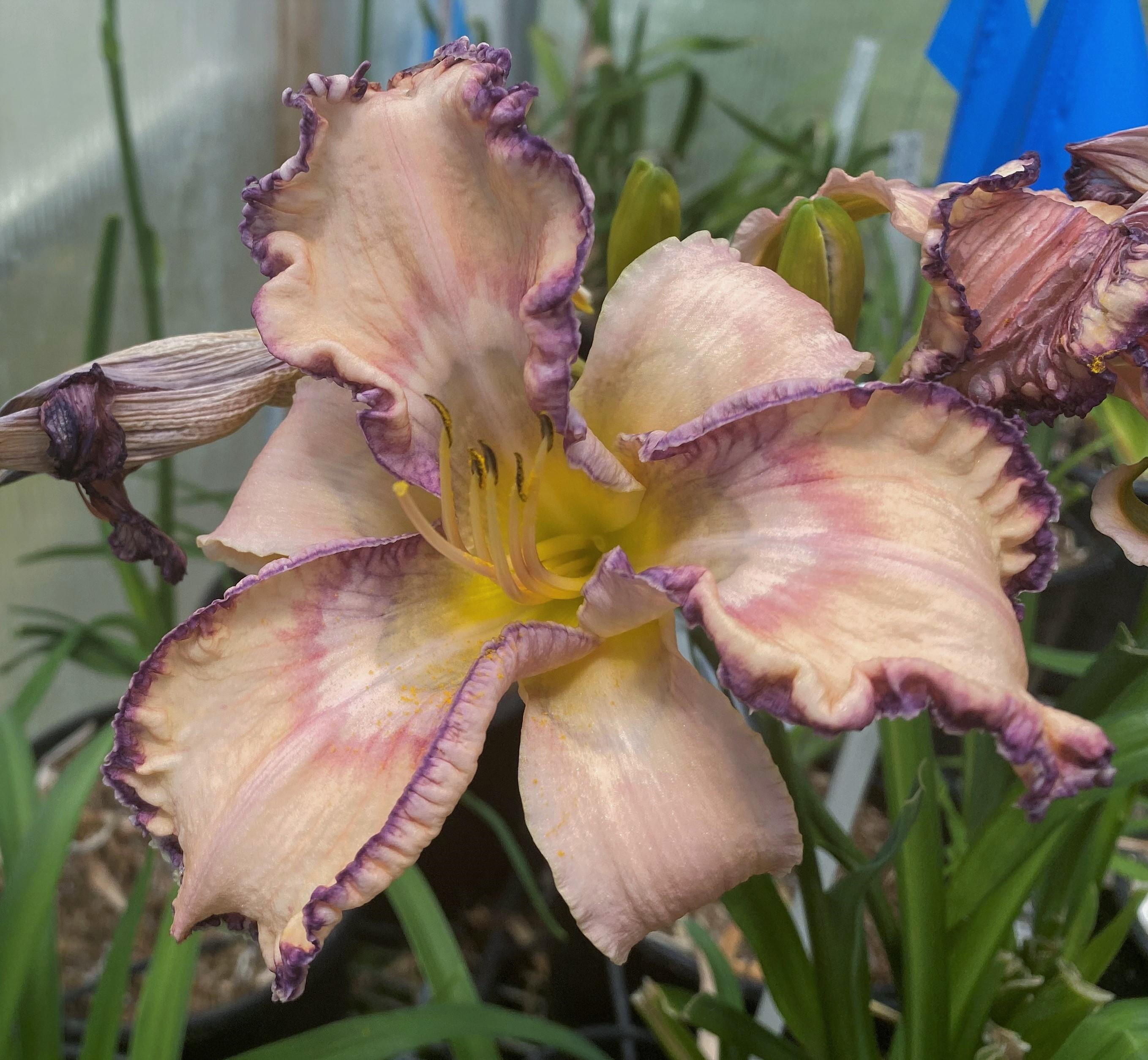 Photo of the bloom of Daylily (Hemerocallis 'Divine Intoxication ...