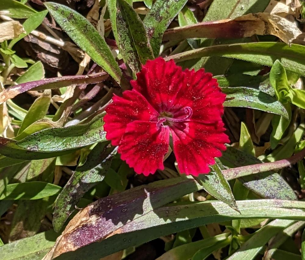Photo of the bloom of Cheddar Pink (Dianthus gratianopolitanus 'Red ...