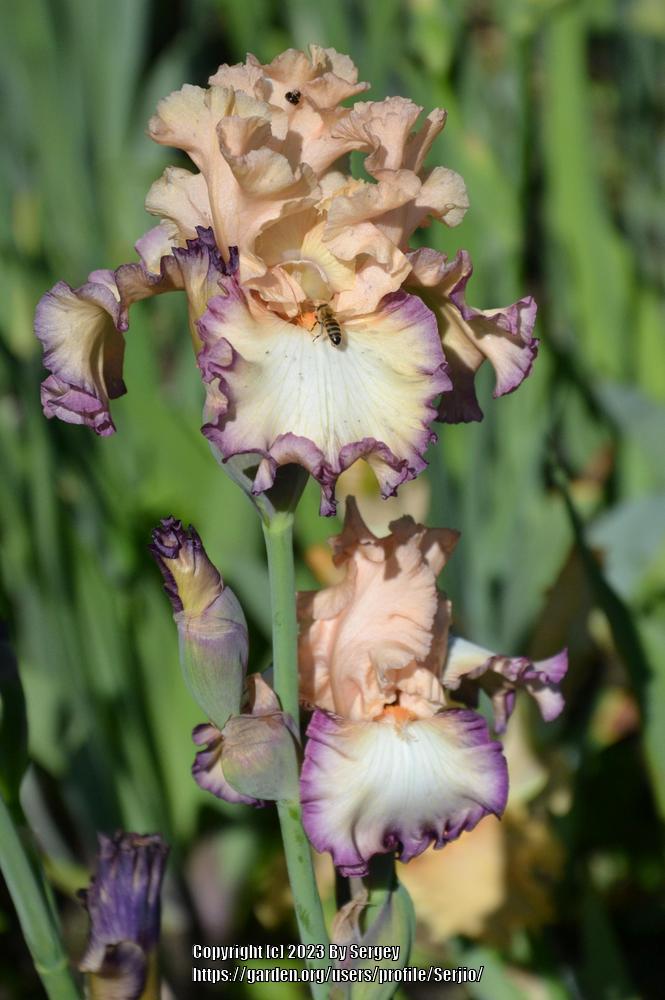 Photo of the bloom of Tall Bearded Iris (Iris 'Comfortable') posted by Serjio - Garden.org