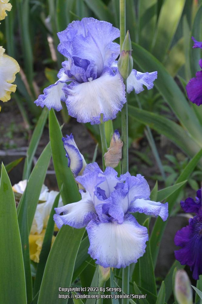 Photo of the bloom of Tall Bearded Iris (Iris 'Common Thread') posted by Serjio - Garden.org