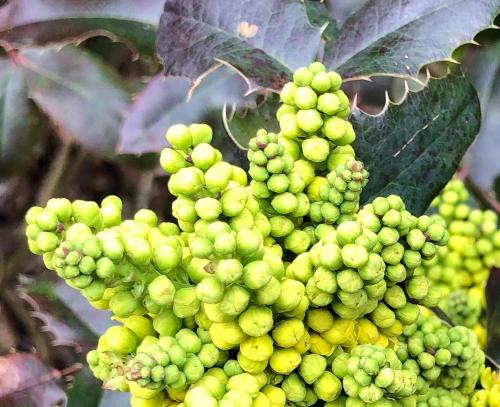 mini sprouts in the Plant ID forum - Garden.org