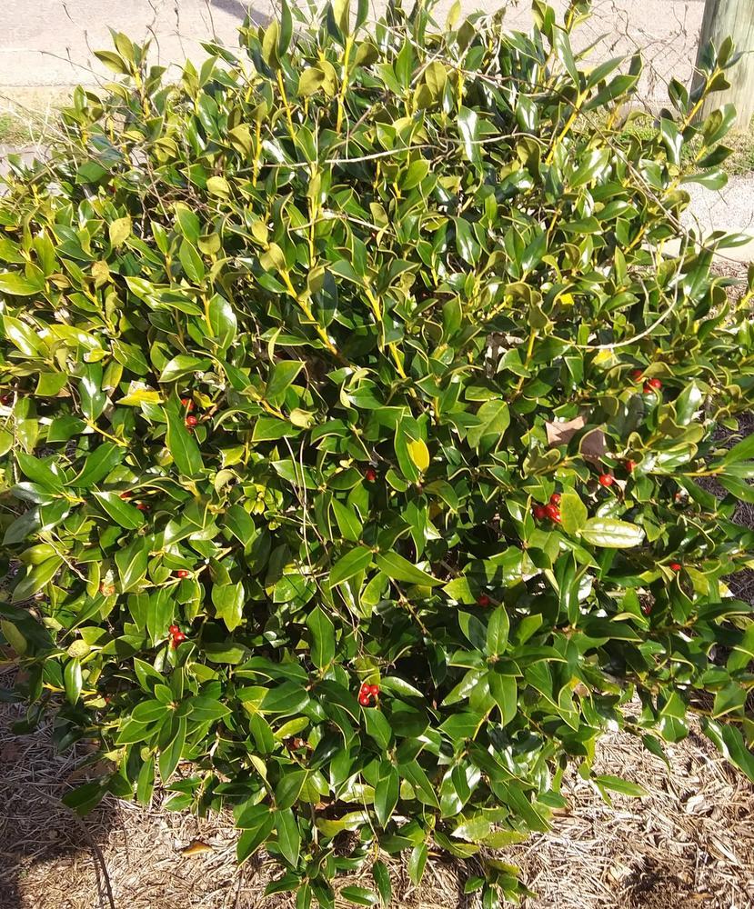 Photo of the entire plant of Dwarf Burford Holly (Ilex cornuta ...