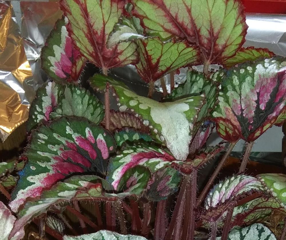 Photo of the stem, scape, stalk or bark of Begonia 'Salsa' posted by ...