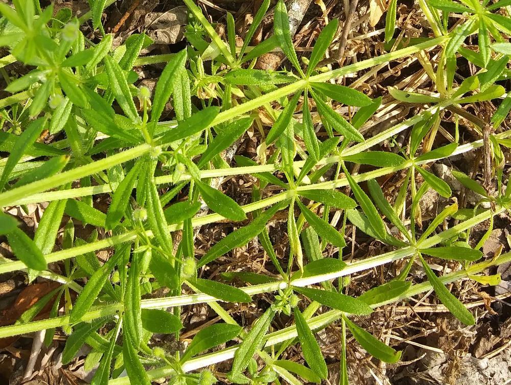 Photo of the stem, scape, stalk or bark of Cleavers (Galium aparine ...
