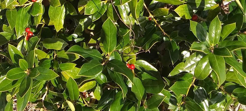 Photo of the leaves of Dwarf Burford Holly (Ilex cornuta 'Burfordii ...