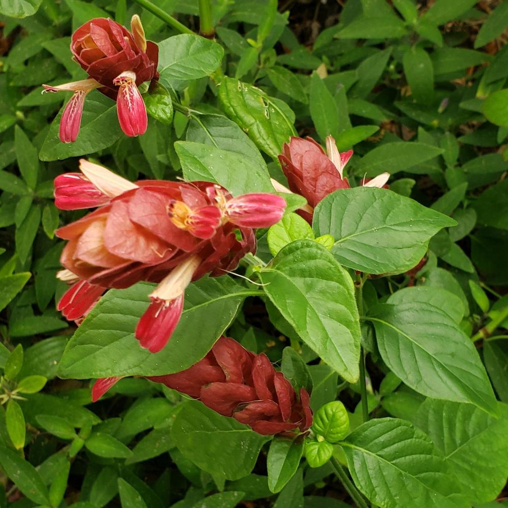 Photo of the bloom of Red Shrimp Plant (Justicia brandegeeana 'Red ...