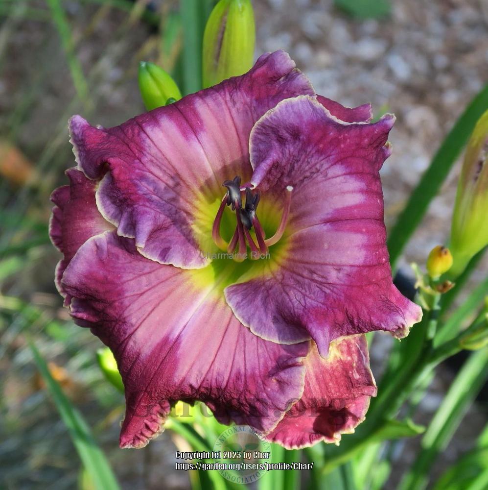 Photo of the bloom of Daylily (Hemerocallis 'Vanishing Mist') posted by ...