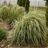 Photo of the entire plant of Calamagrostis Hello Spring!™ posted by Joy ...