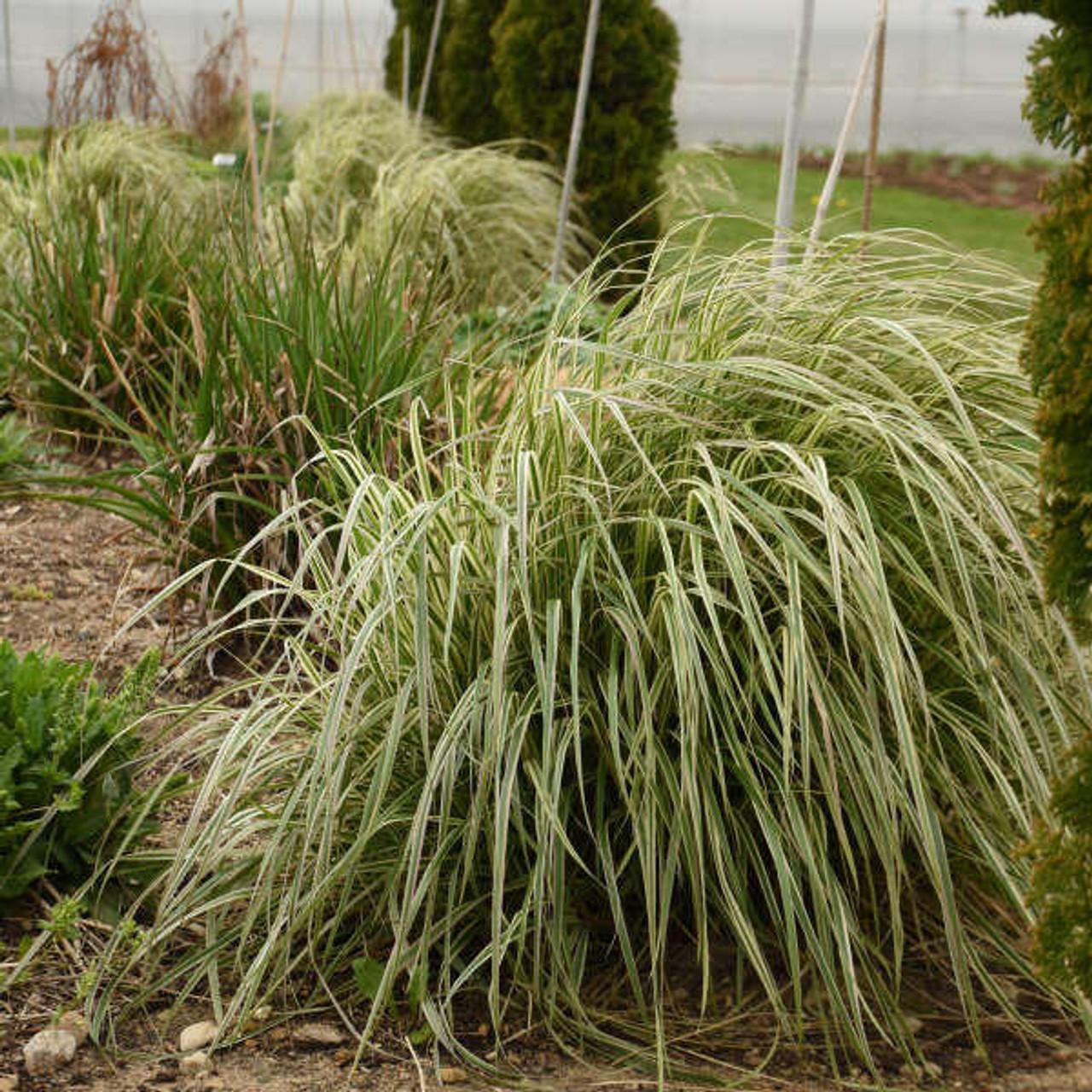 Photo of the entire plant of Calamagrostis Hello Spring!™ posted by Joy ...