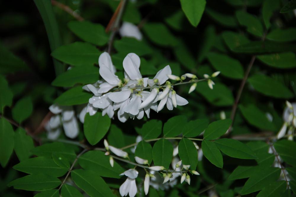 Photo of the bloom of Chinese Indigo (Indigofera incarnata) posted by ...