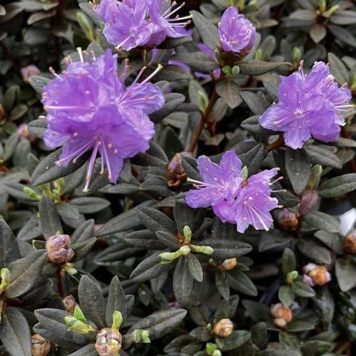 Rhododendron 'Purple Gem' in the Rhododendrons Database - Garden.org