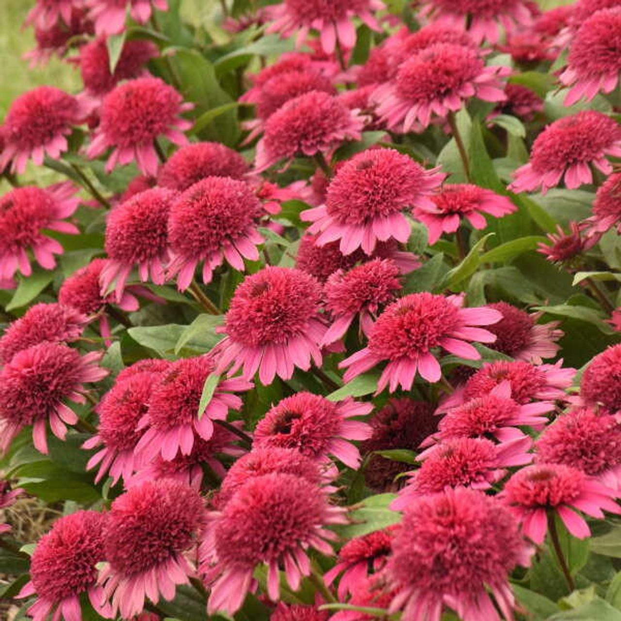 Photo of the bloom of Coneflower (Echinacea Double Coded™ Raspberry ...