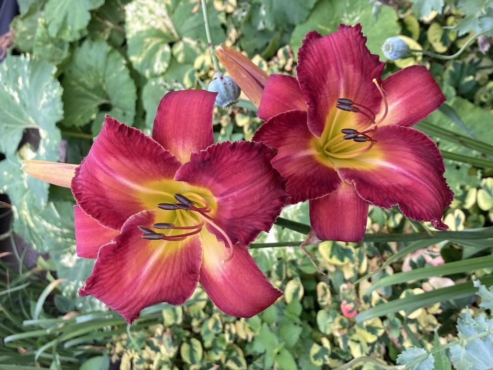 Daylily (Hemerocallis 'Red Lips and Wine Sips') in the Daylilies Database - Garden.org
